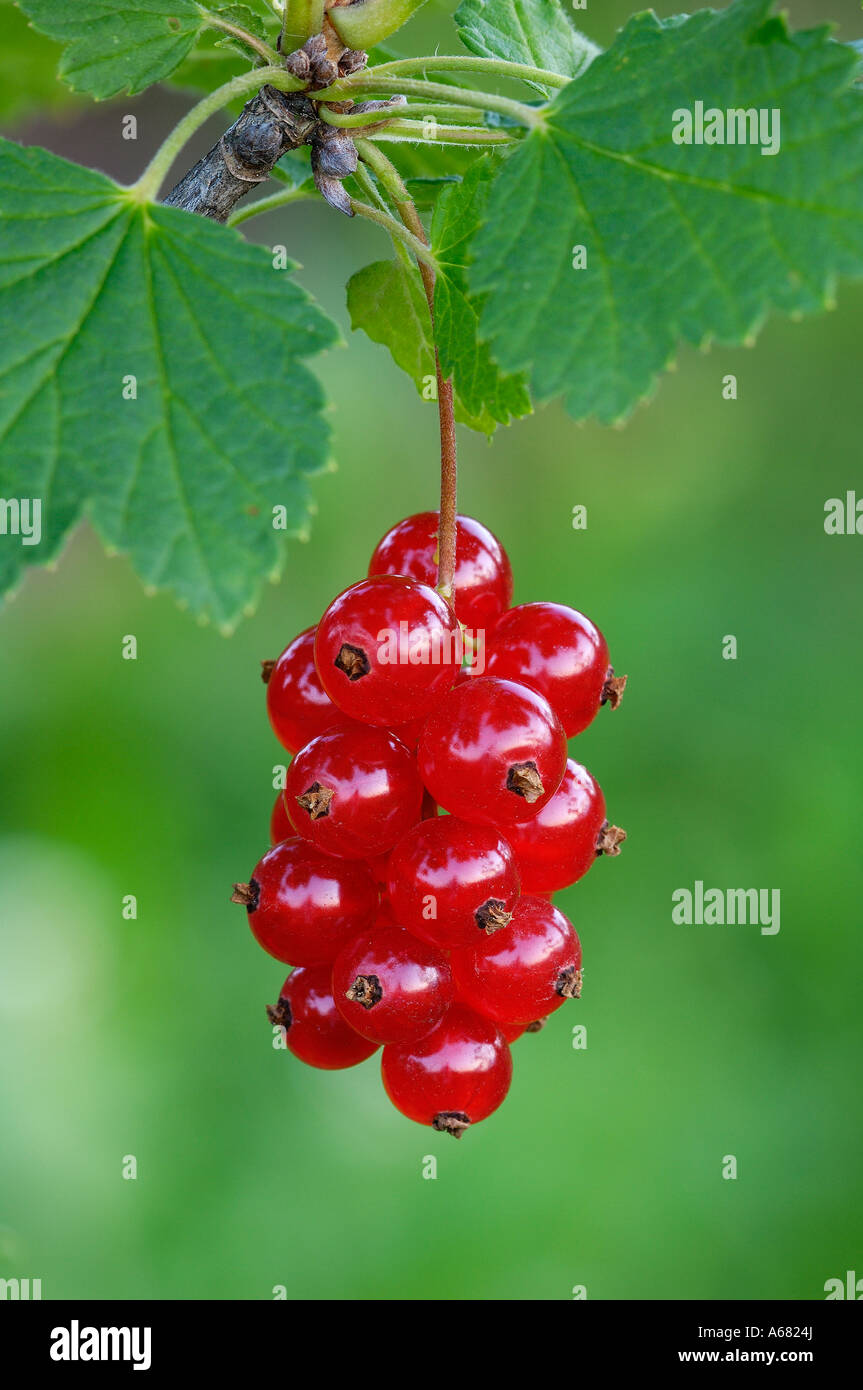 Redcurrant, Ribes rubrum Stock Photo - Alamy