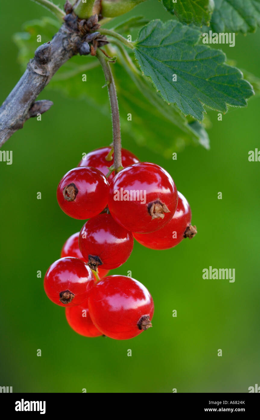 Redcurrant, Ribes rubrum Stock Photo - Alamy