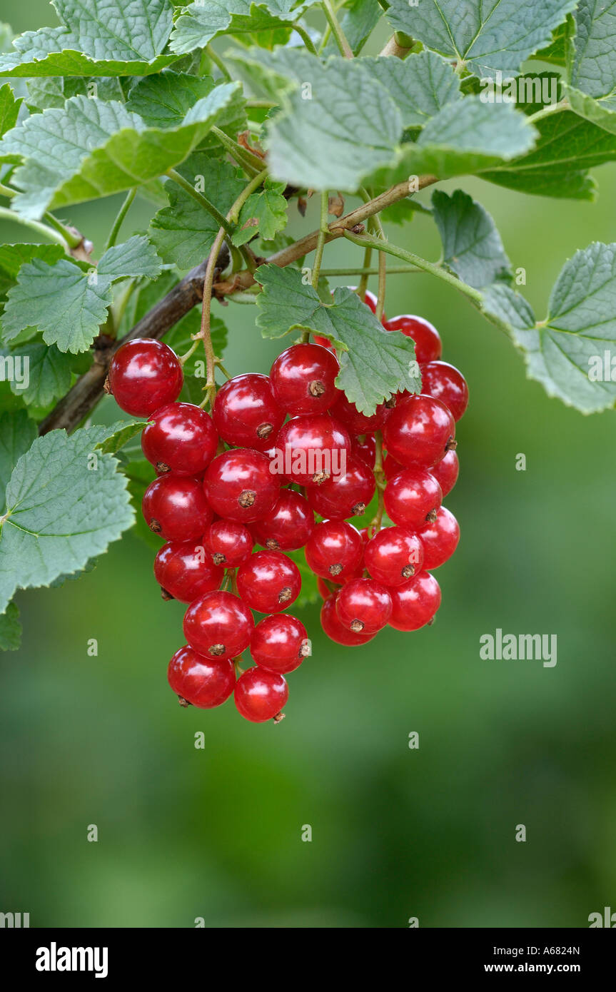 Redcurrant, Ribes rubrum Stock Photo - Alamy