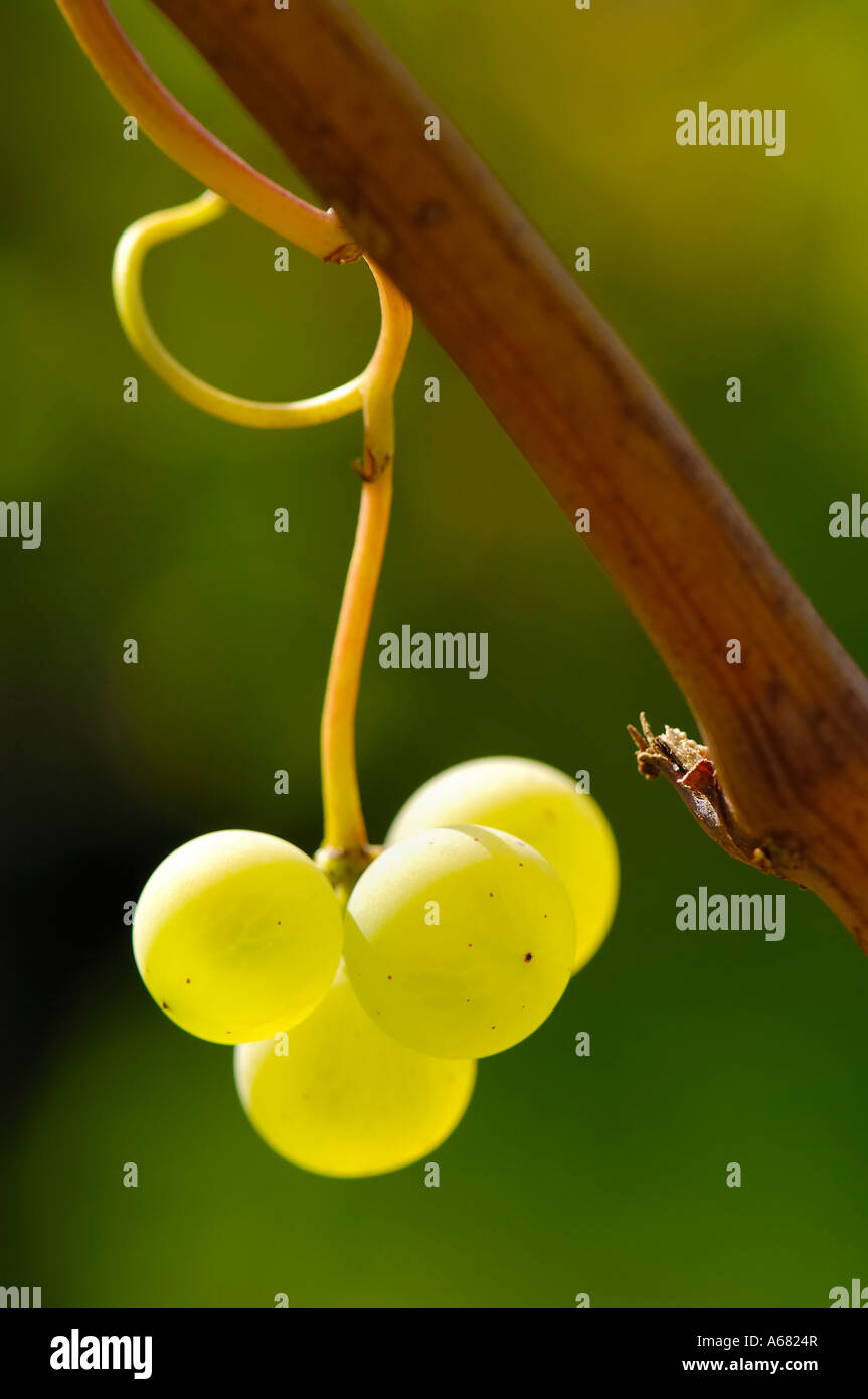 Riesling grapes on grape-vine Stock Photo - Alamy