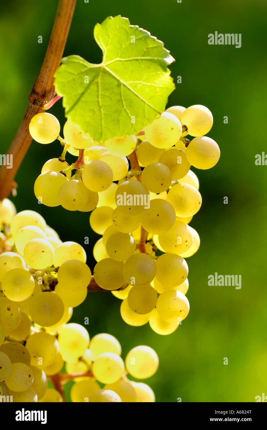 Riesling grapes on grape-vine Stock Photo - Alamy