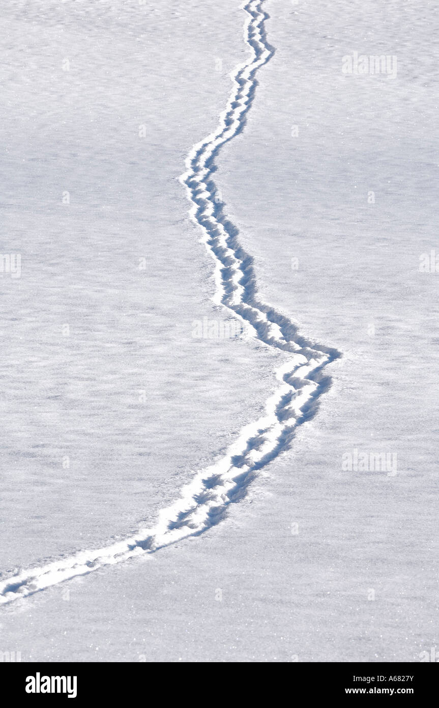 Foot prints in snow Stock Photo - Alamy