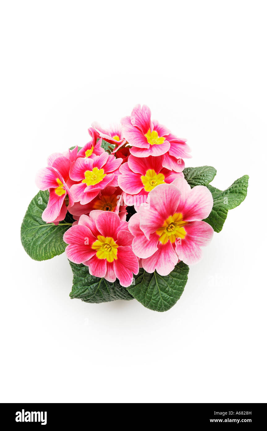 Primrose primula vulgaris primrose hi-res stock photography and images ...