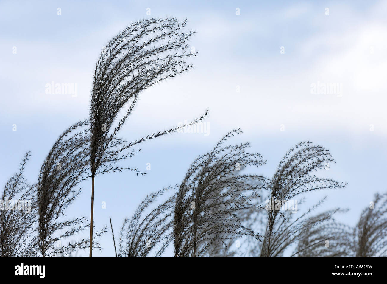 Stem of reeds hi-res stock photography and images - Alamy