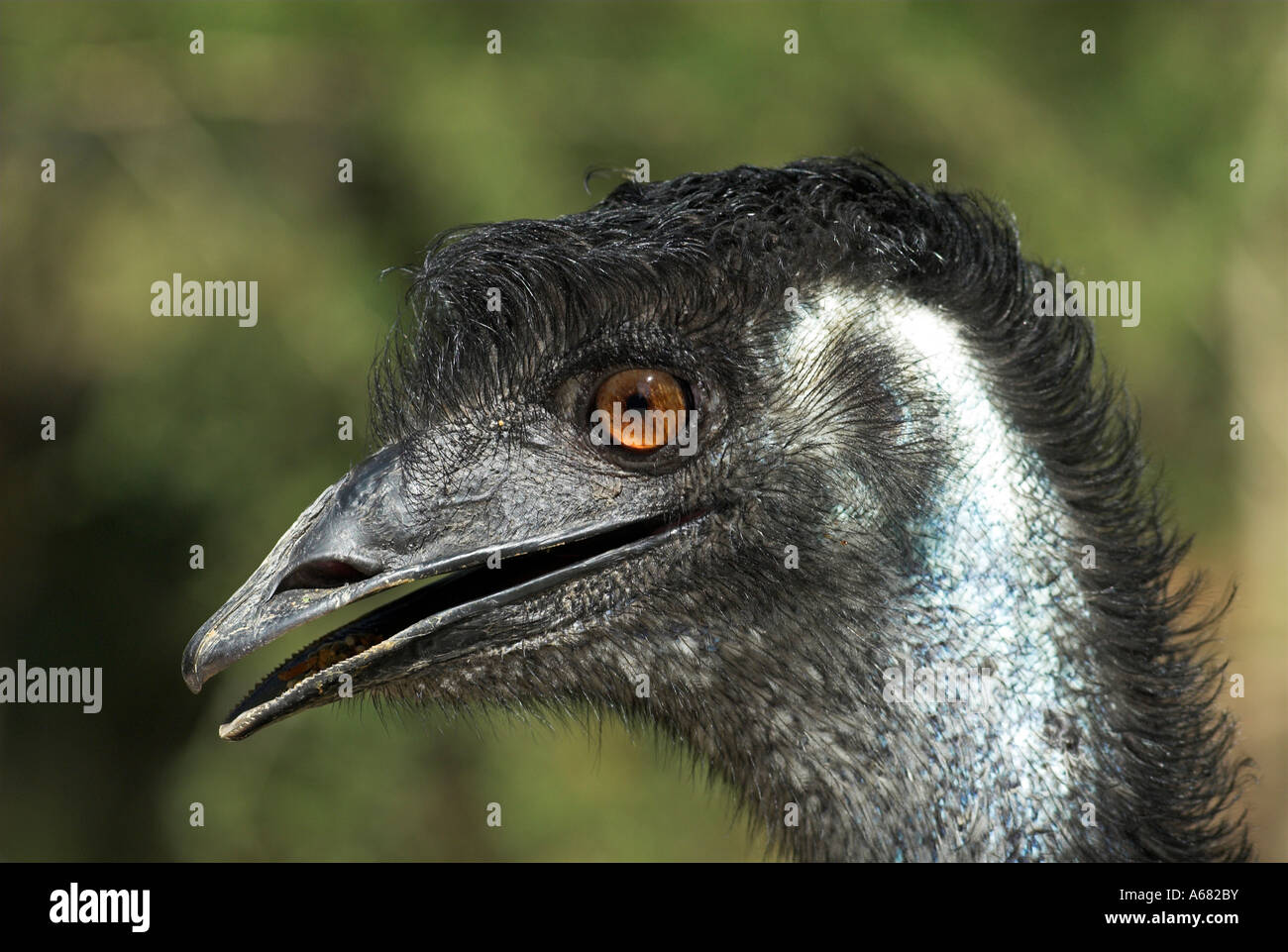 Emu, State of Victoria, Australia Stock Photo - Alamy
