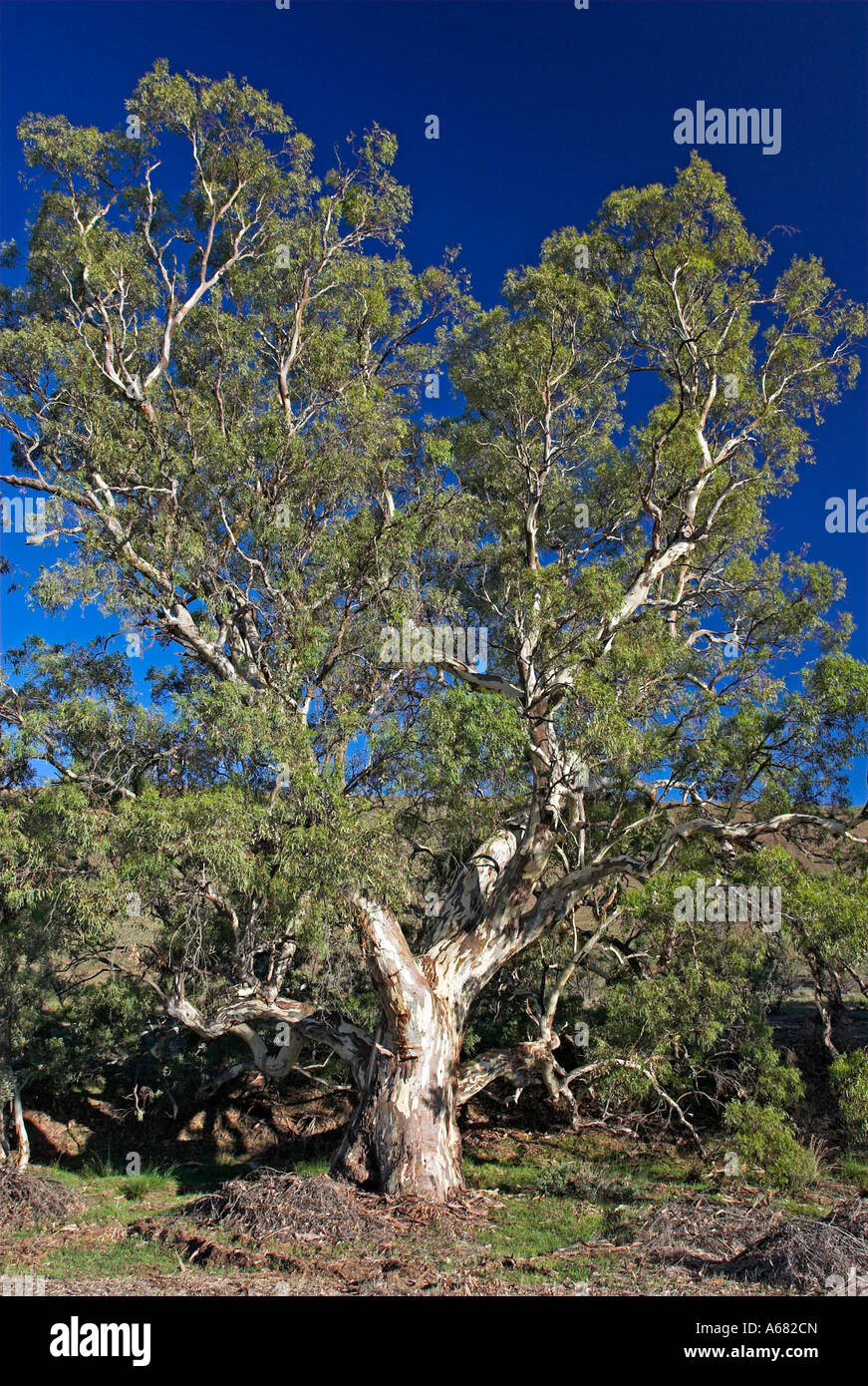 Eucalypt tree at the Flinders Ranges National Park, South Australia ...