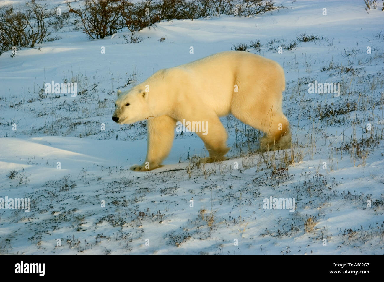 Canada's polar bear country around Churchill Manitoba at Gordon Point ...