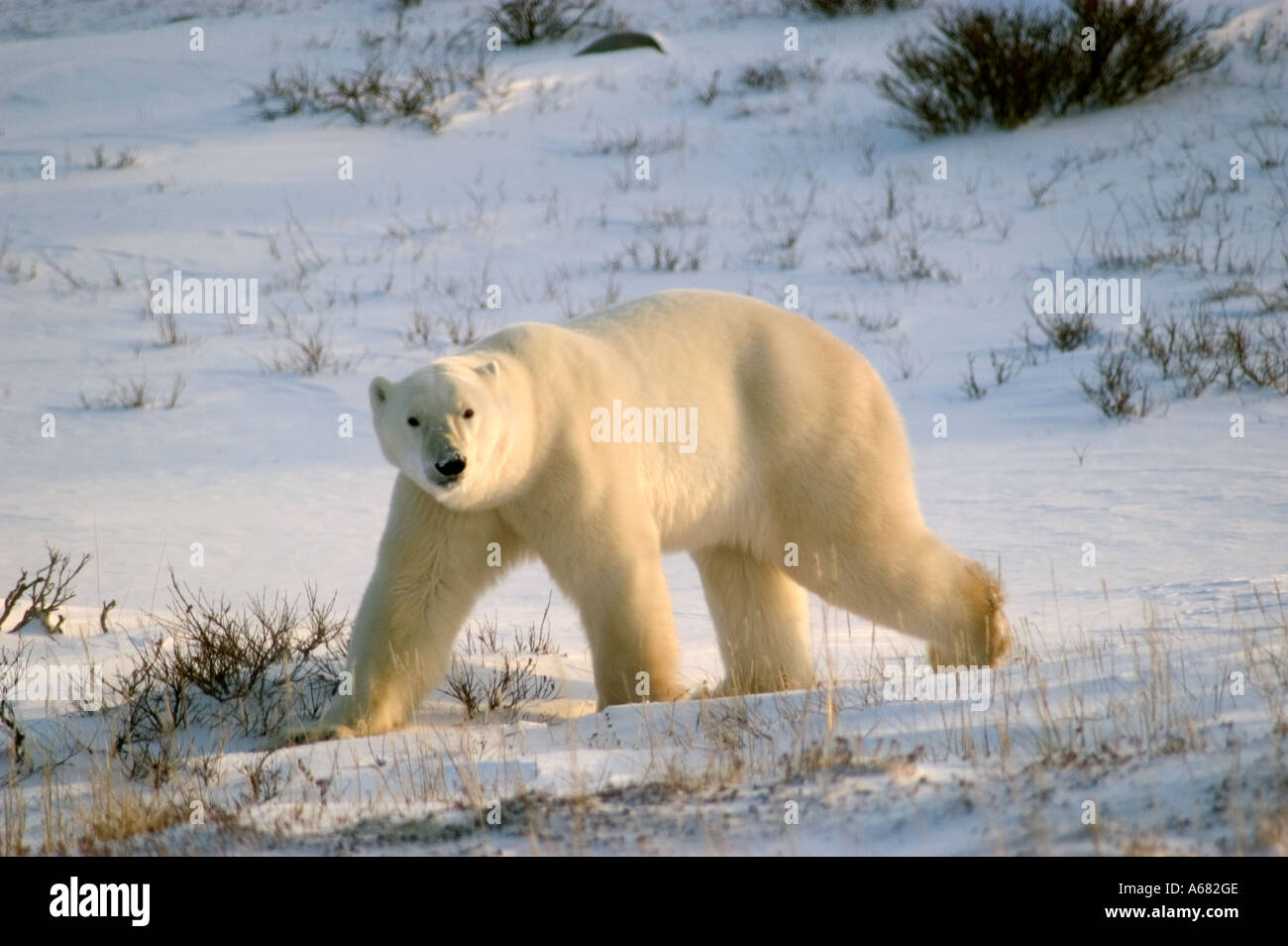 Canada's polar bear country around Churchill Manitoba at Gordon Point ...