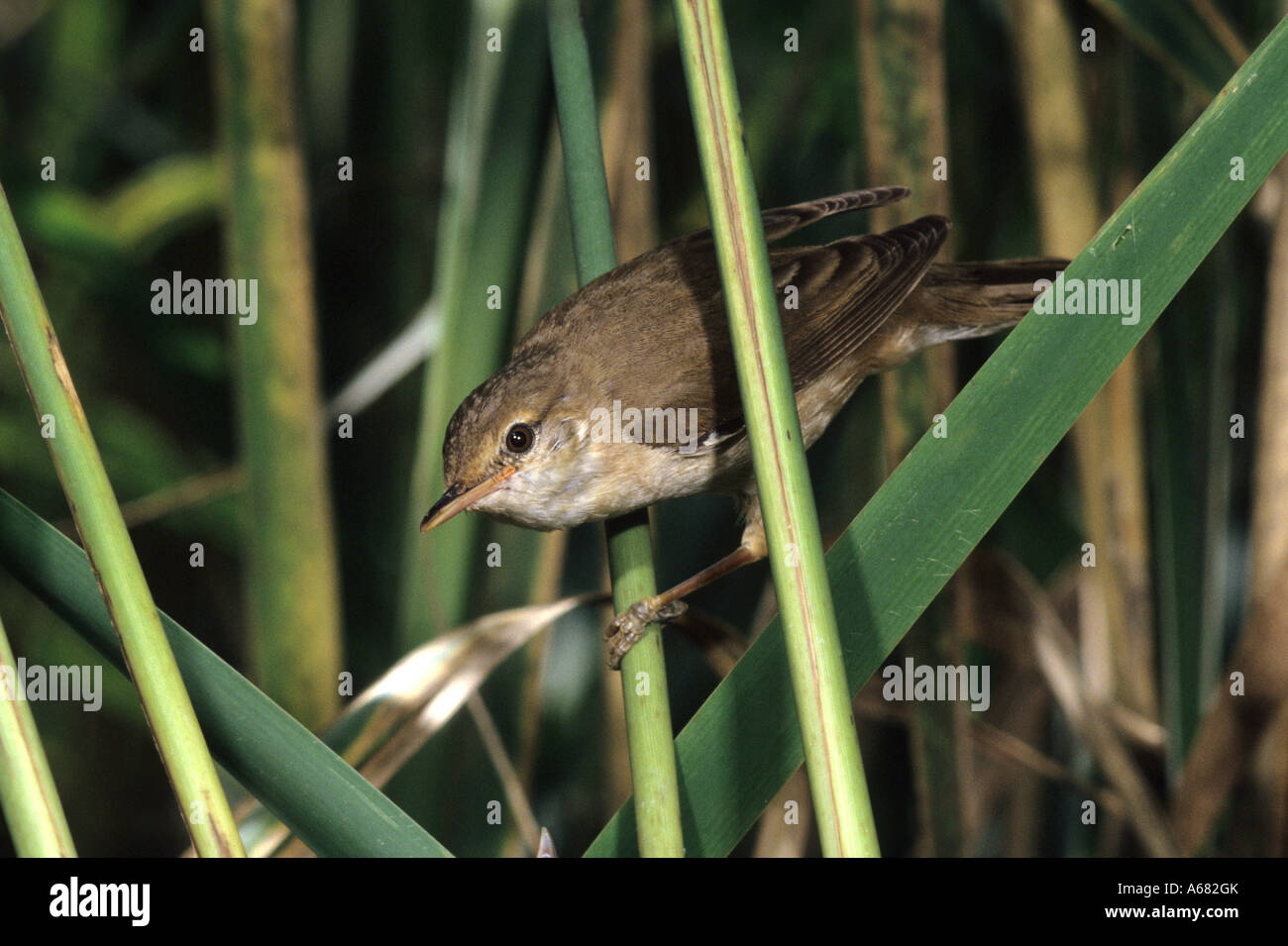 Acrocephalus hi-res stock photography and images - Alamy
