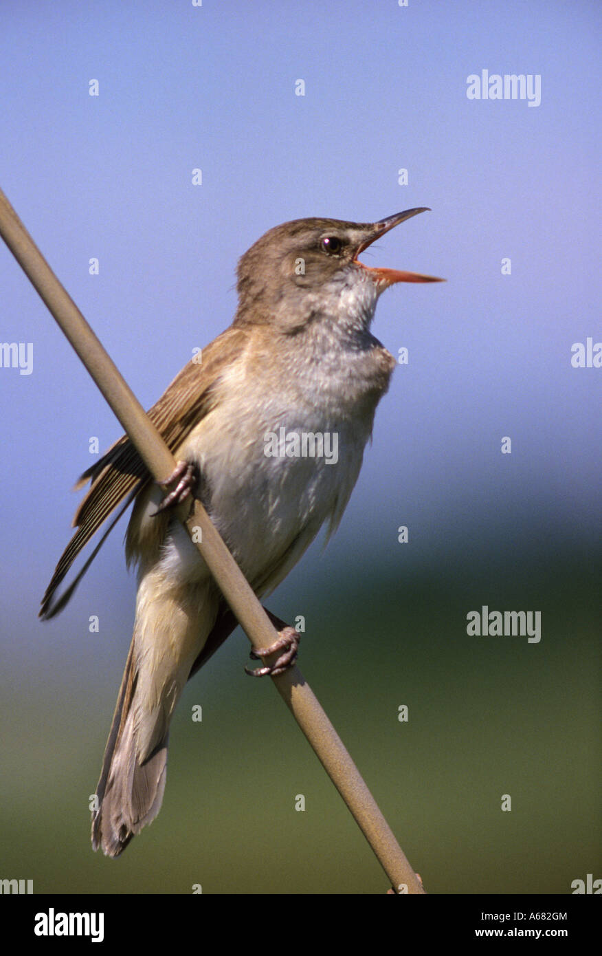 Great reed warbler (Acrocephalus arundinaceus) singing Stock Photo - Alamy