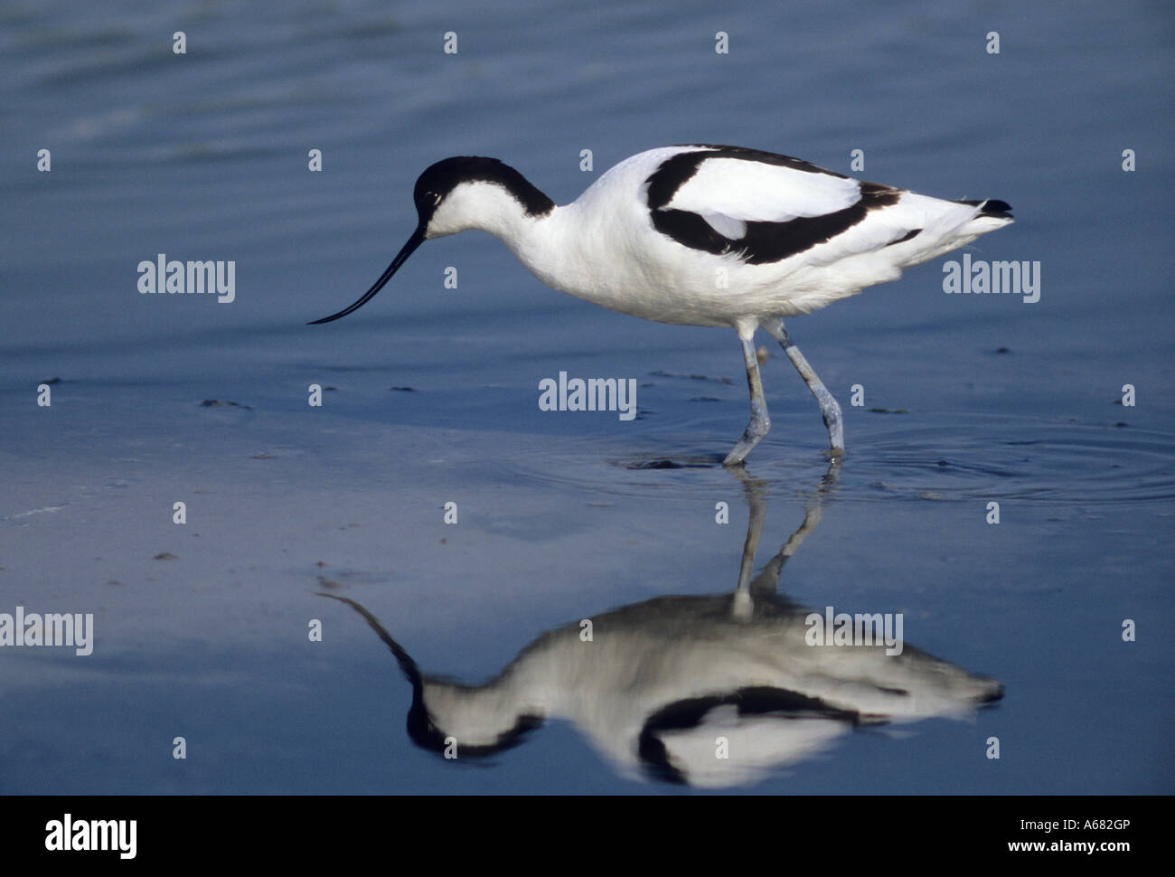 Avocet (Recurvirostra avosetta Stock Photo - Alamy