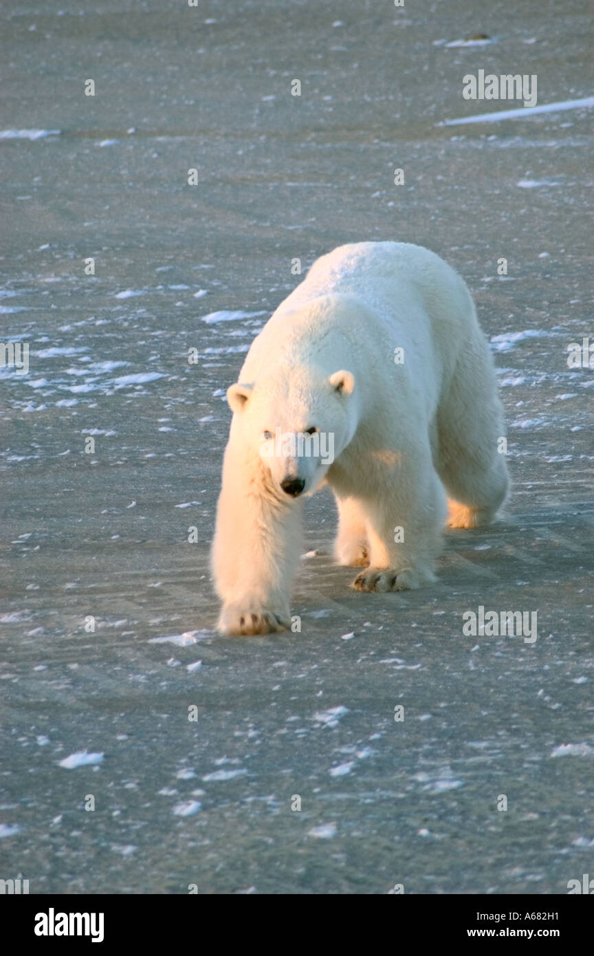 Canada's polar bear country around Churchill Manitoba at Gordon Point ...