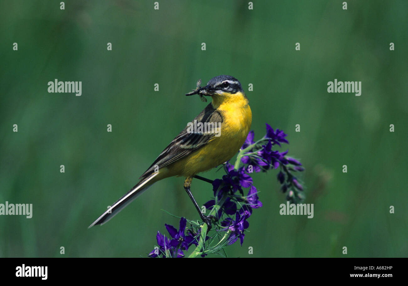 Yellow wagtail (Motacilla flava) with food Hortobagy Puszta Hungary ...