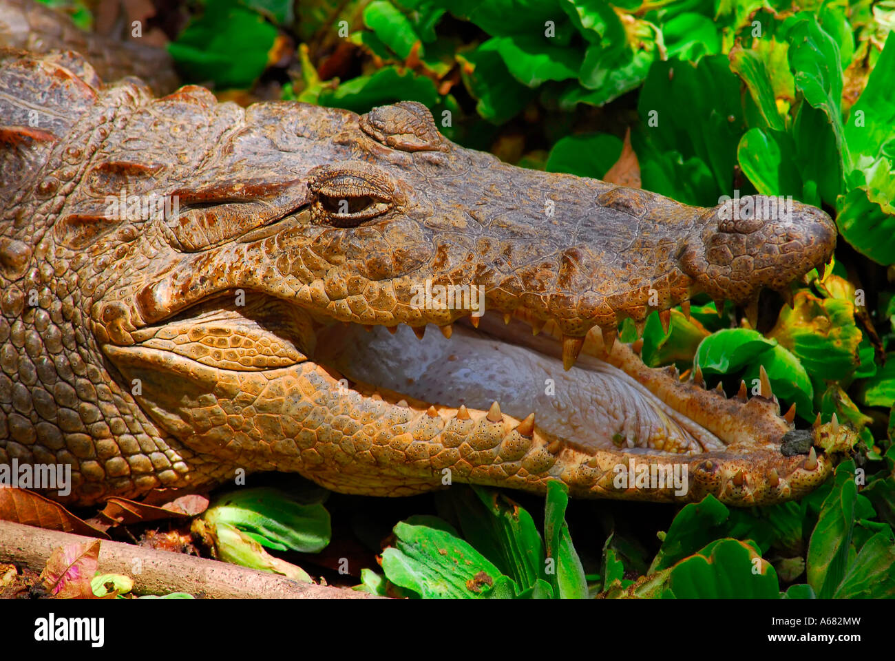 Muzzle alligator crocodile hi-res stock photography and images - Alamy