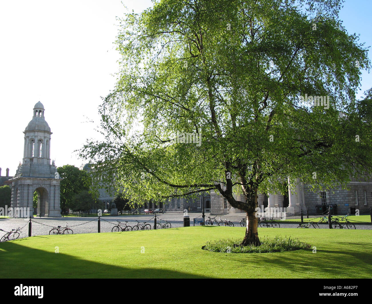tree in the grounds of Trinity College Dublin Ireland Stock Photo - Alamy