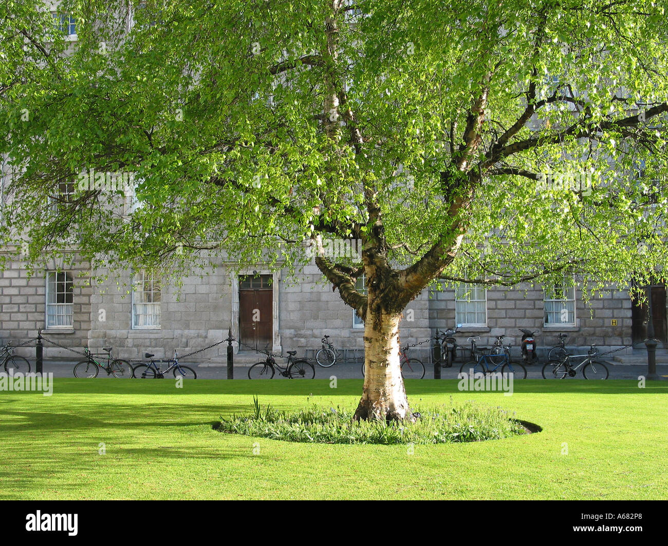 tree in the grounds of Trinity College Dublin Ireland Stock Photo - Alamy