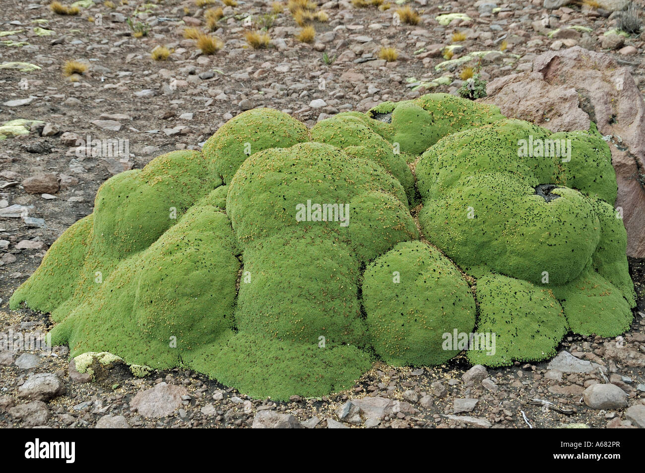 Moss in the chilenian steppe Chile Stock Photo - Alamy