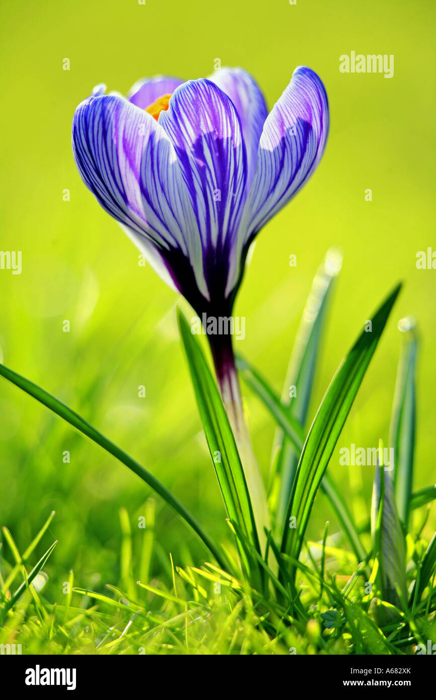 Crocus hi-res stock photography and images - Alamy