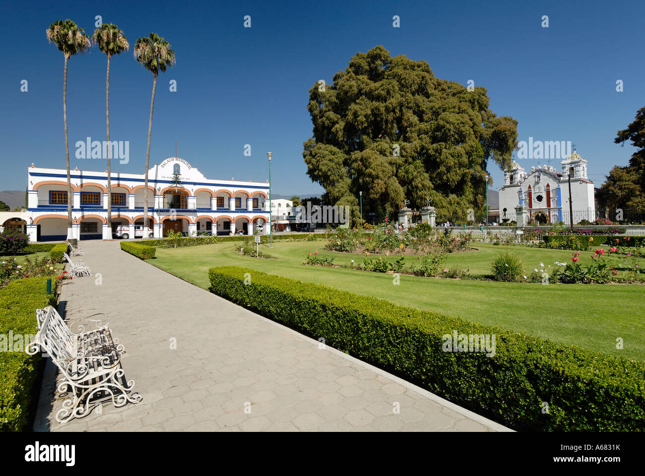 Church at the Arbol de Tule, tree of Tule, Santa Maria del Tule, Oaxaca ...