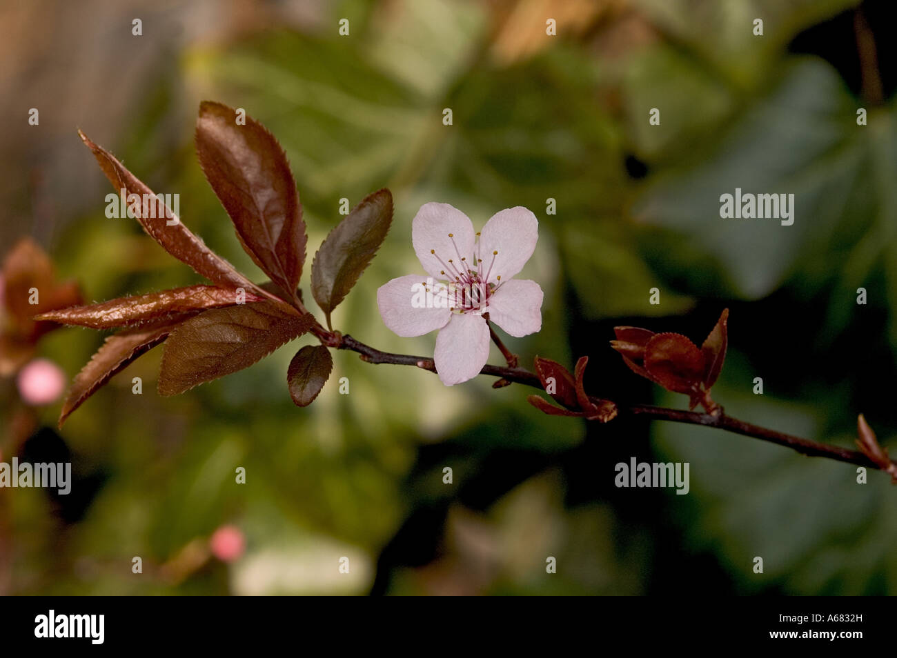 Spring blossoms, Purple leaf plum ( Prunus cerasifera "Nigra Stock ...
