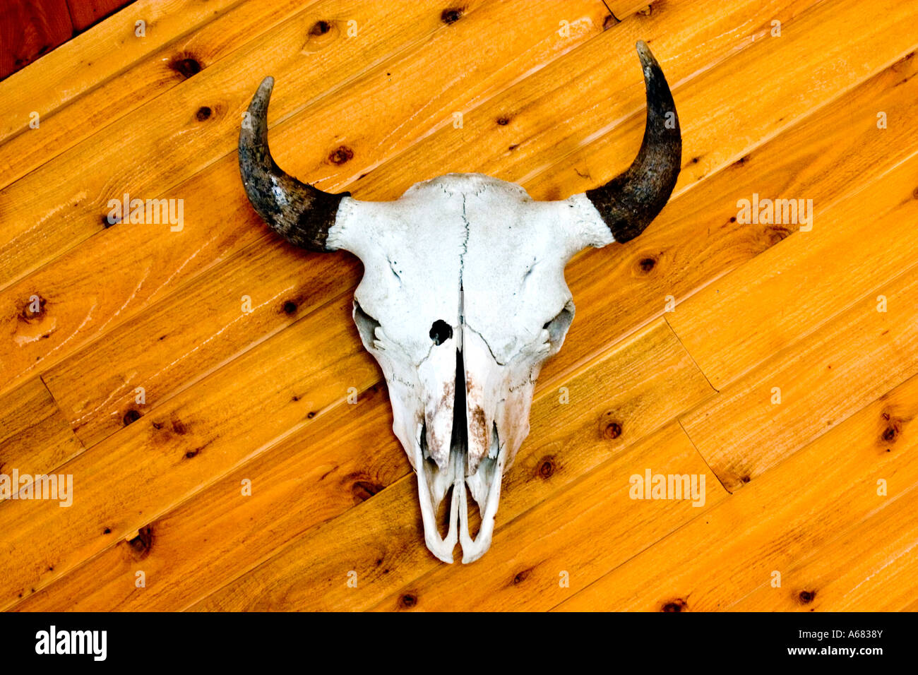 Buffalo skull displayed on knotty pine cabin wall. Cable Wisconsin USA ...