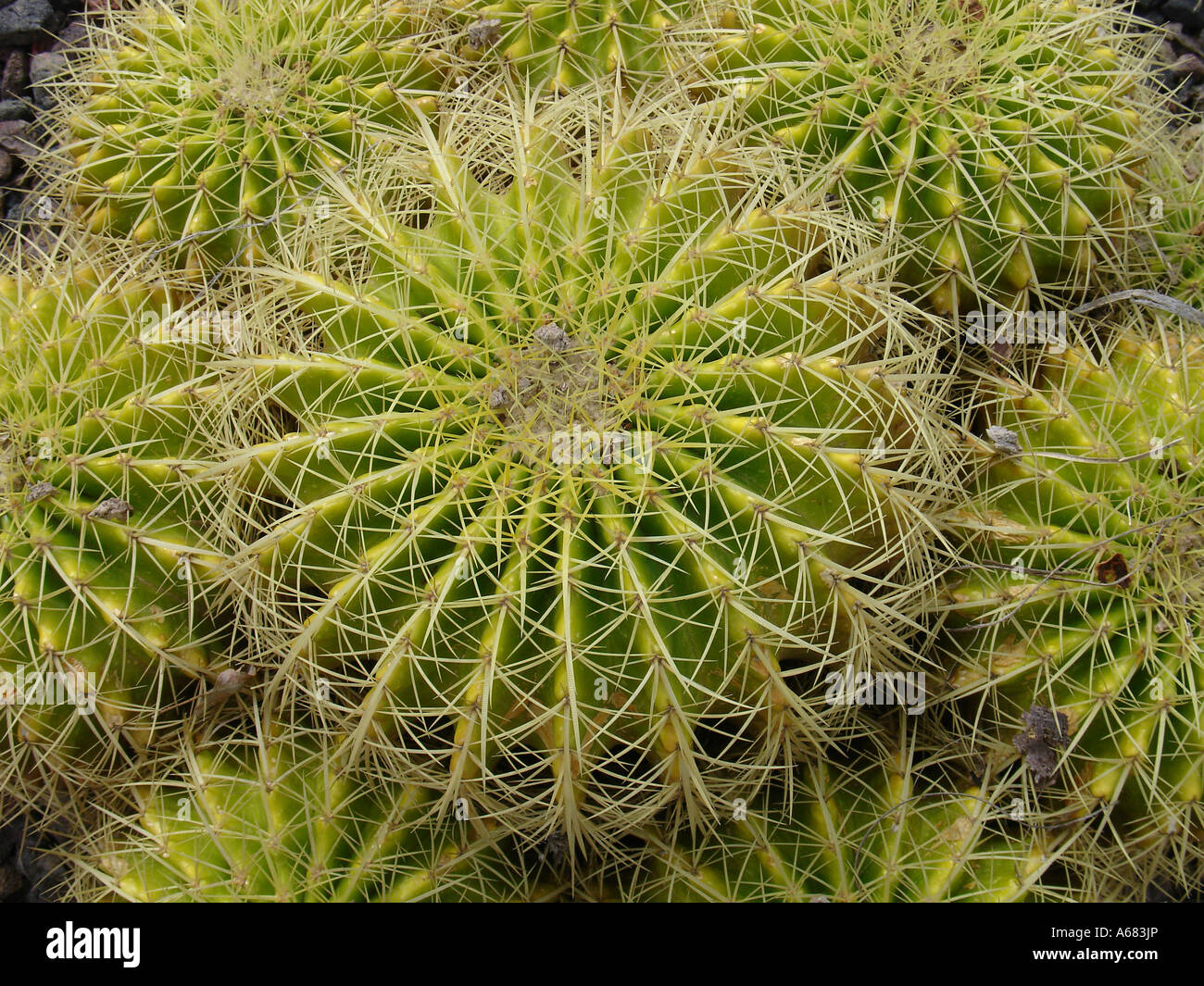 Cylindrical stems of coryphantha recurvata also santa cruz beehive ...