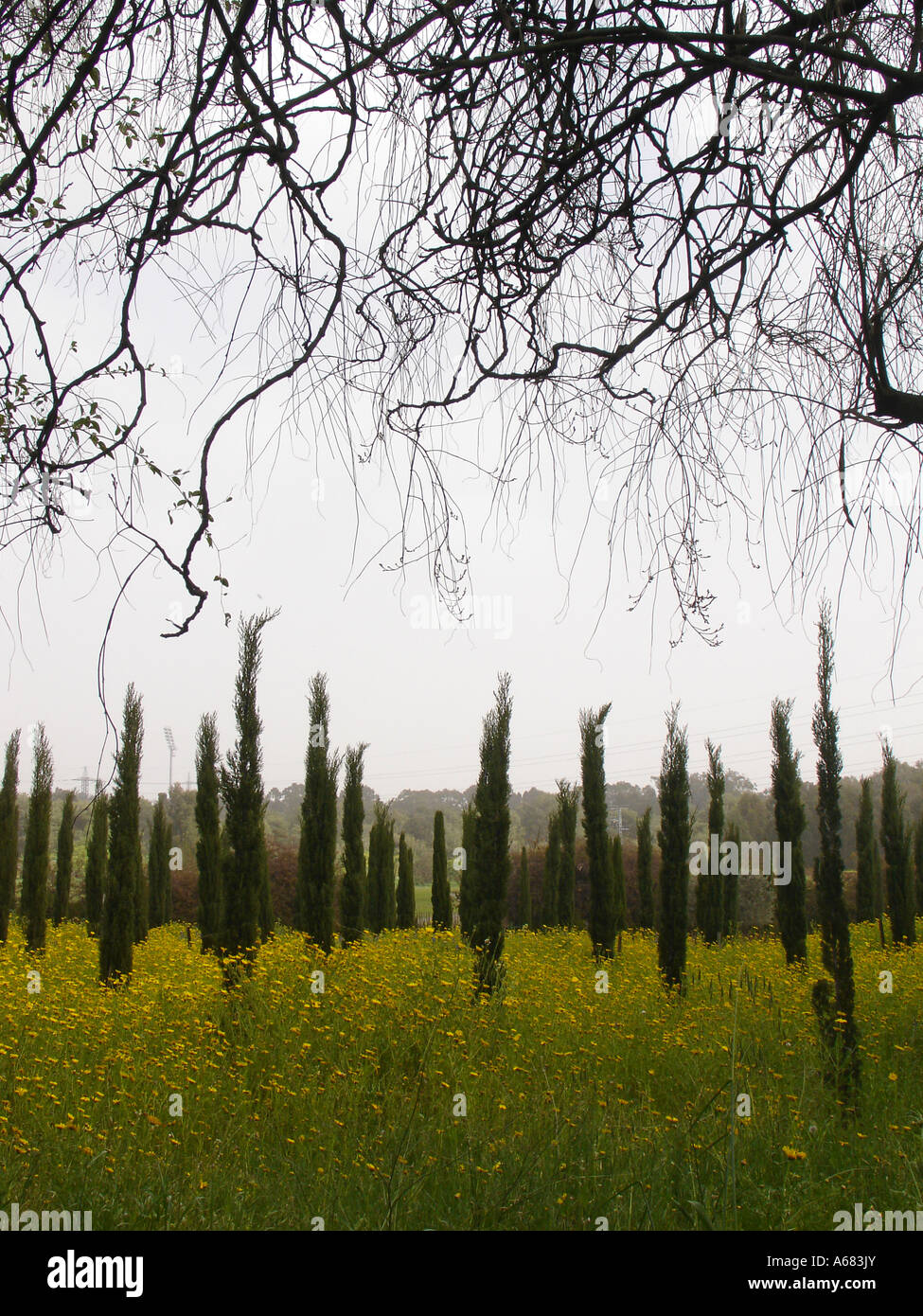 Cypress trees in Galilee region Northern Israel Stock Photo - Alamy