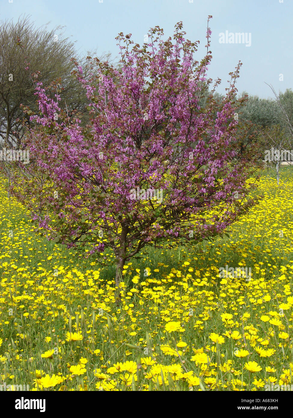 Cercis siliquastrum tree blossom in Galilee Israel Stock Photo - Alamy