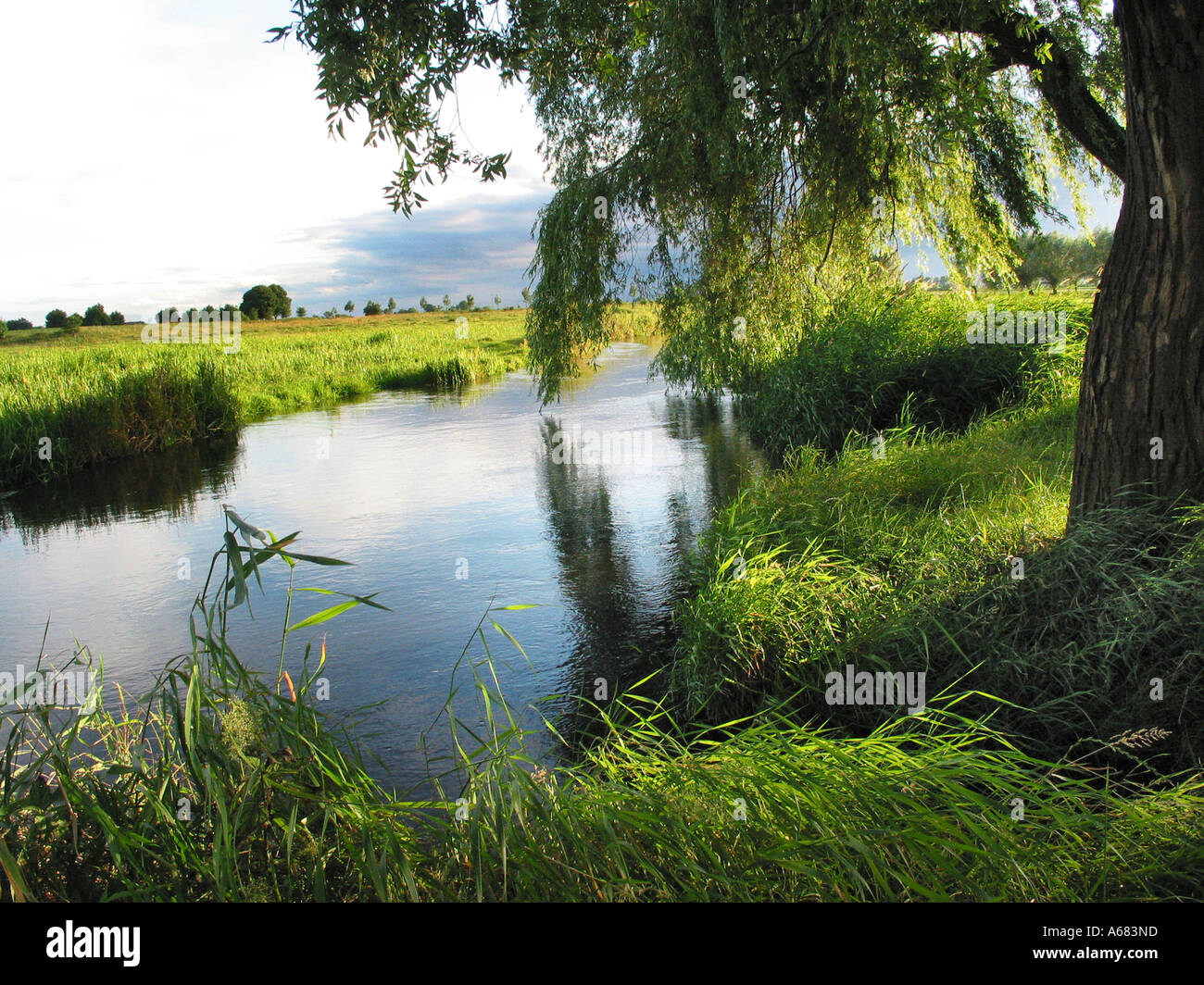 Swalm, picturesque stream with willow tree Netherlands Stock Photo - Alamy