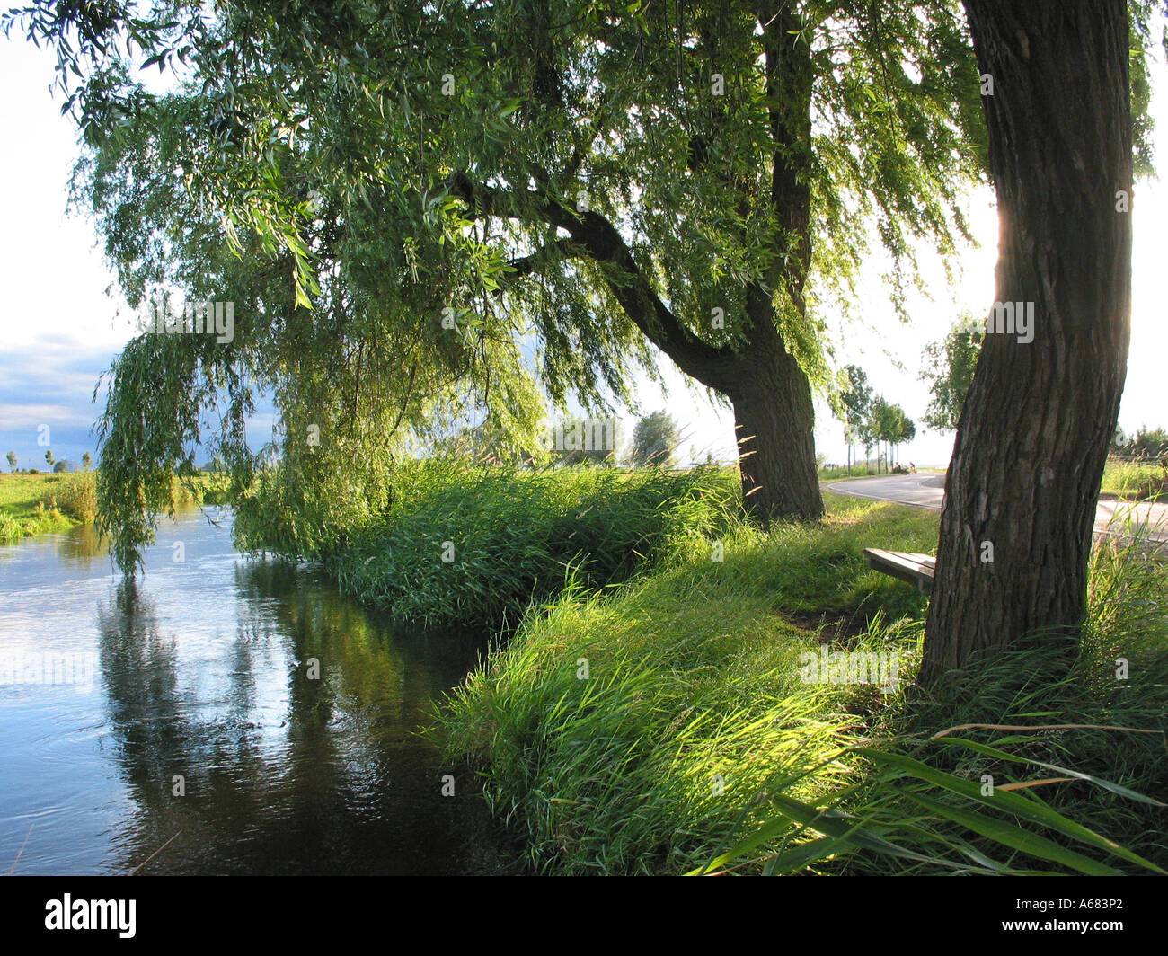 White willow tree with reflection hi-res stock photography and images ...