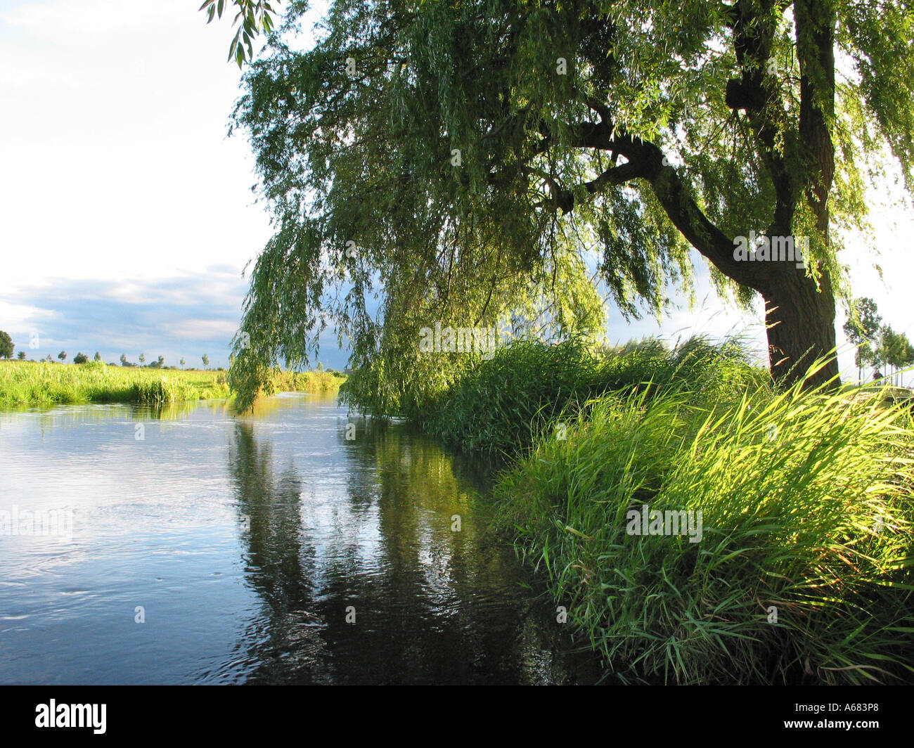picturesque stream with willow tree Netherlands Stock Photo - Alamy