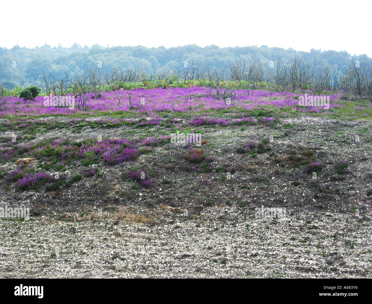 Large purple heather field hi-res stock photography and images - Alamy