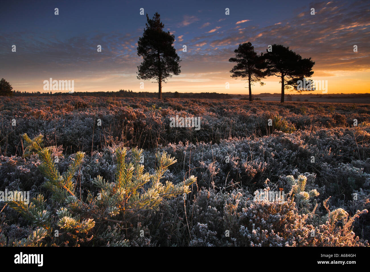Sunrise on a frosty winters morning in the New Forest National Park ...