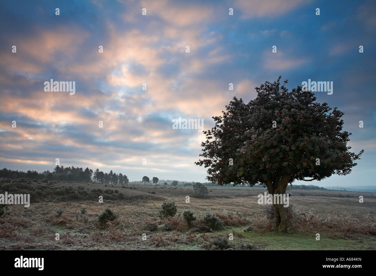 Holly tree hi-res stock photography and images - Alamy