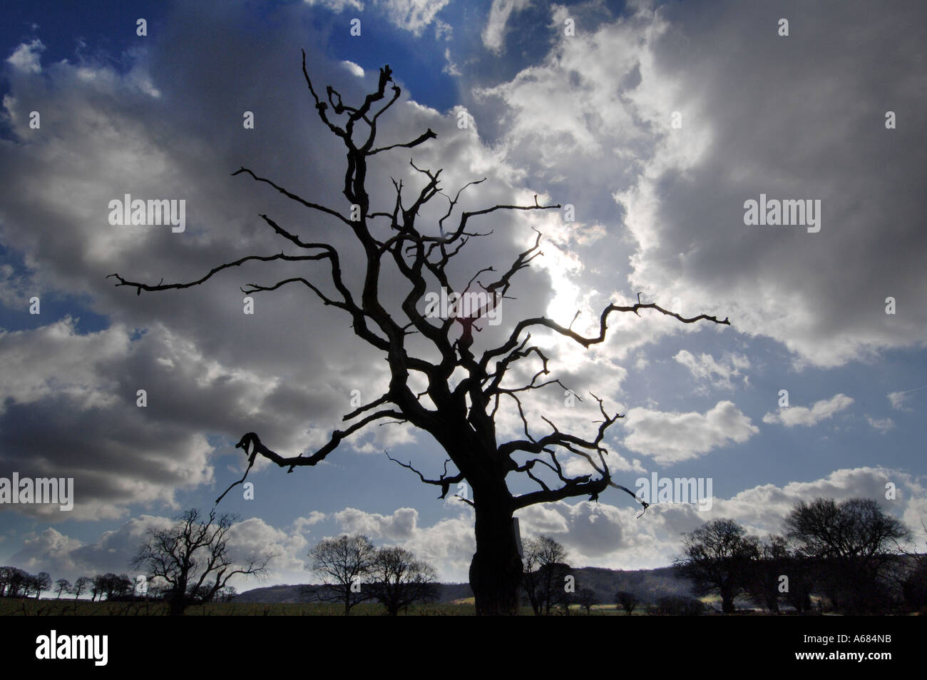 A dead tree makes a dramatic silhouette on the beautiful South Downs ...