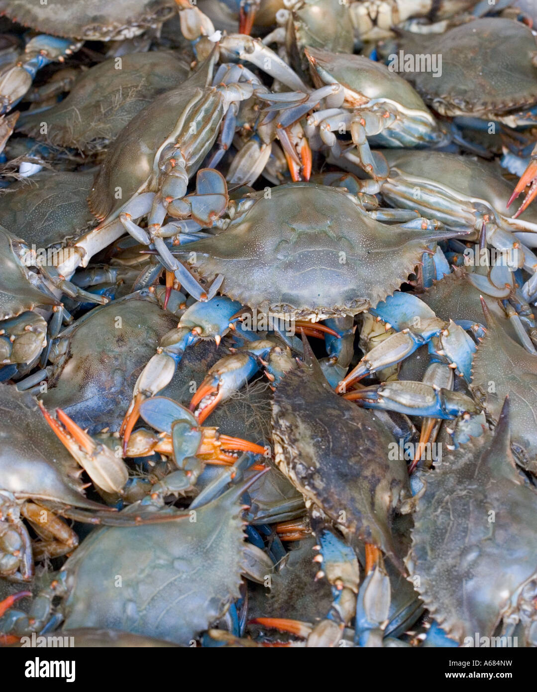 Crop of crabs at fish market in China Town Manhattan NY Stock Photo - Alamy