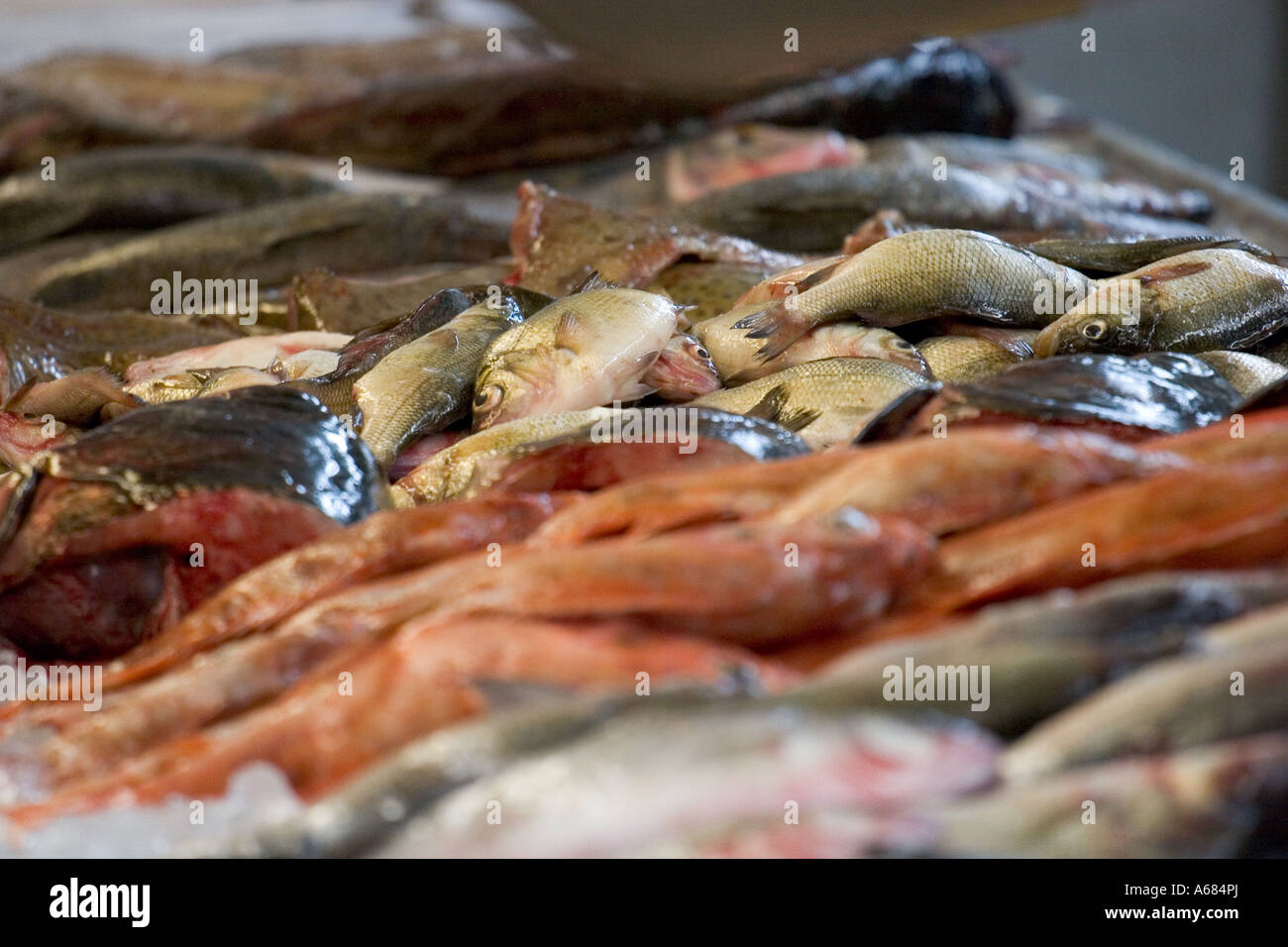 Close up of iced down fish at fish market in China Town Manhattan NY ...