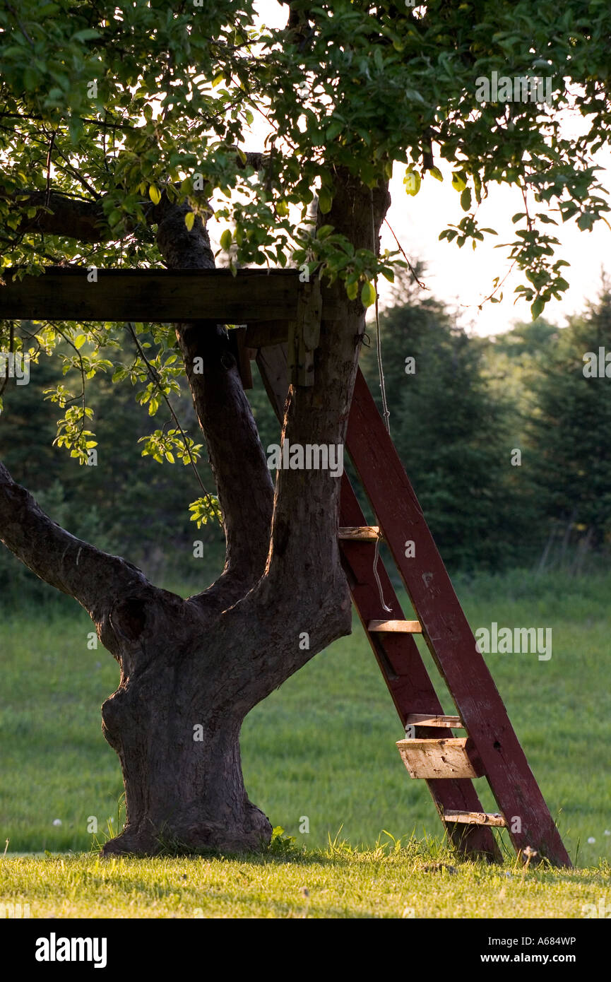 Tree house in apple tree at dusk Stock Photo - Alamy