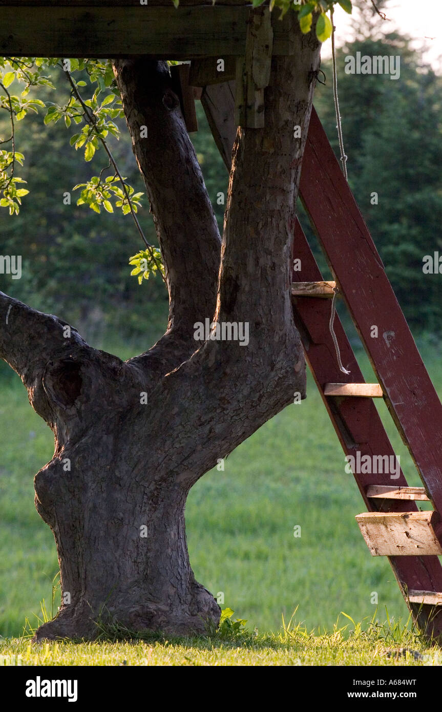 Tree house in apple tree at dusk Stock Photo - Alamy