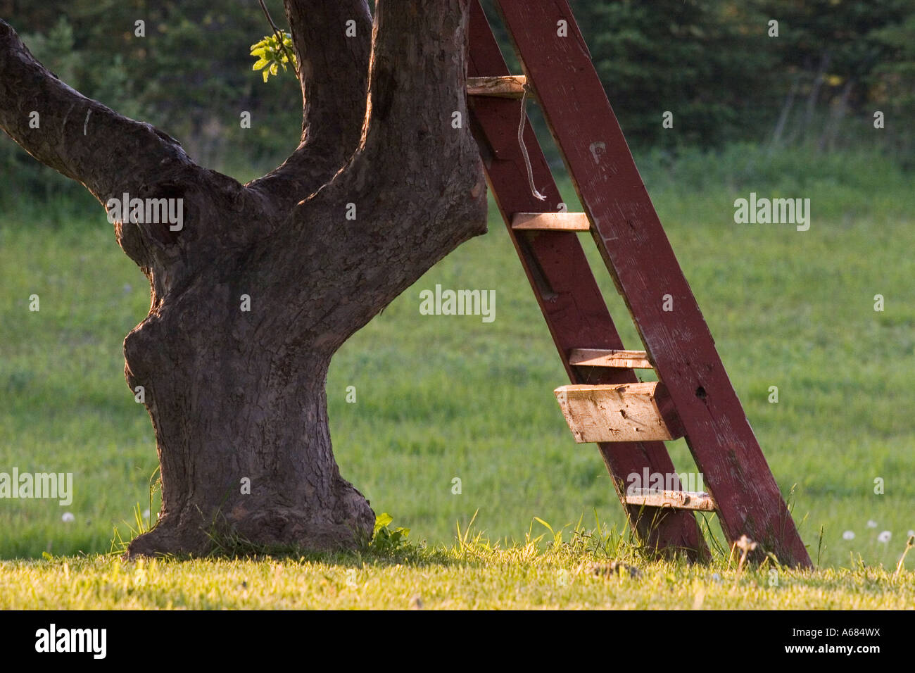 Tree house in apple tree at dusk Stock Photo - Alamy