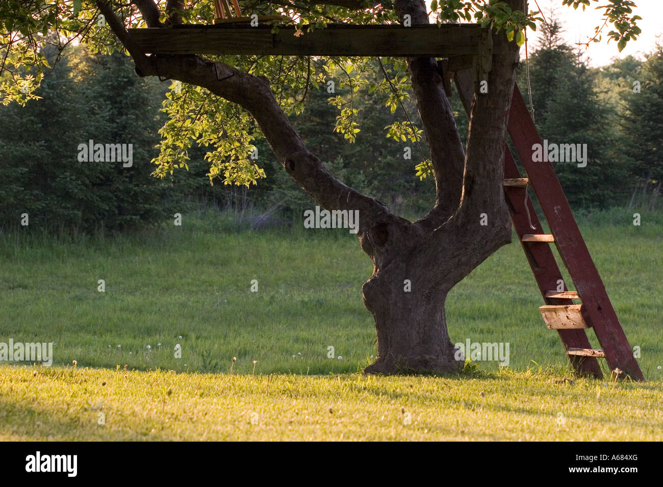 Tree house in apple tree at dusk Stock Photo - Alamy