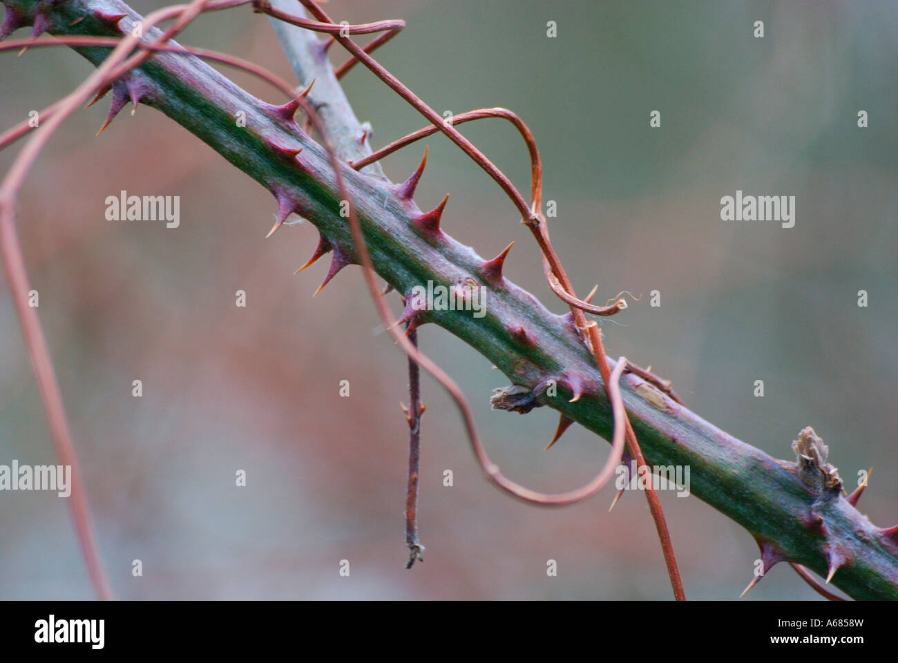 Rose thorn thorns hi-res stock photography and images - Alamy