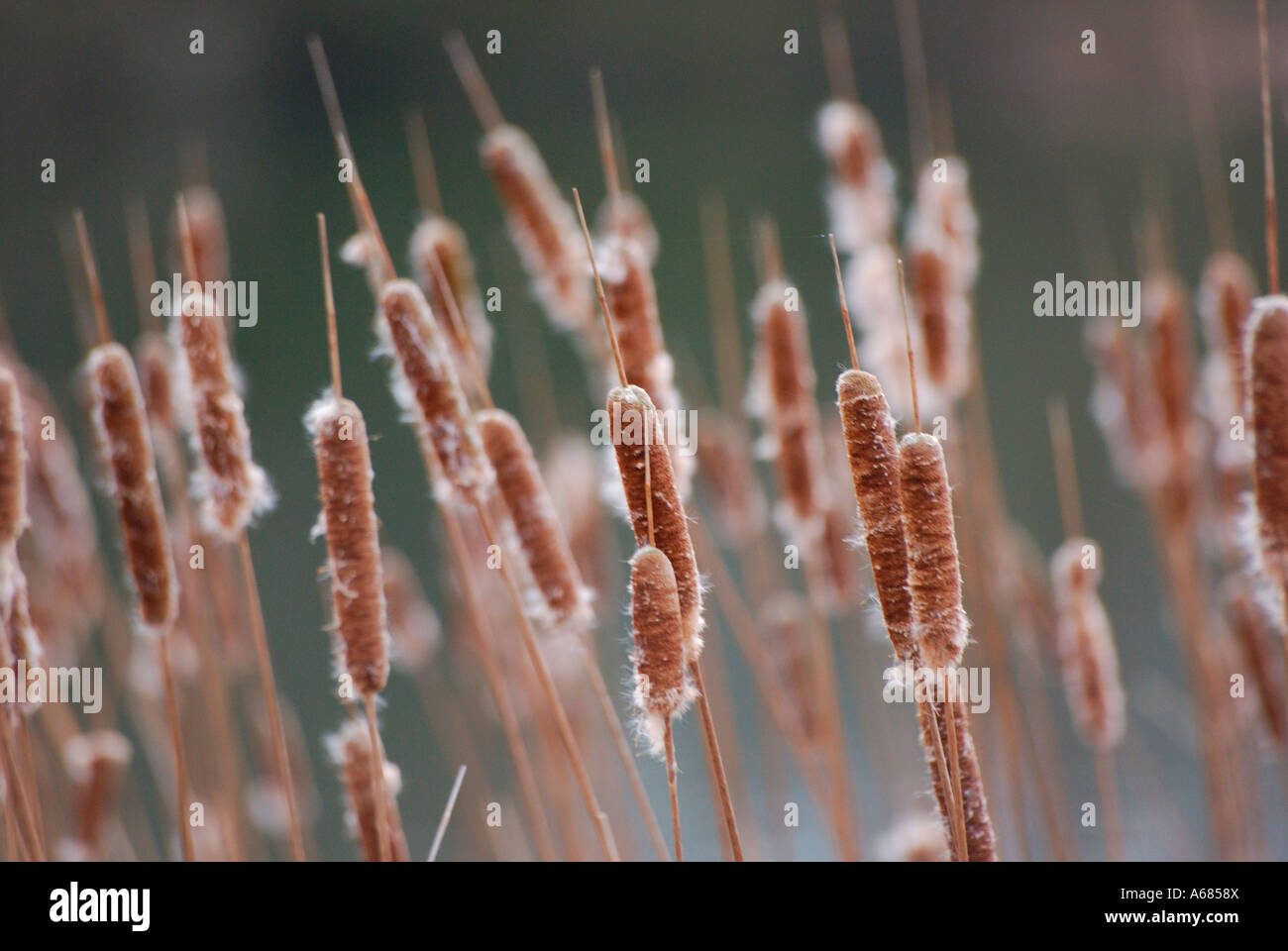 Bull rushes hi-res stock photography and images - Alamy