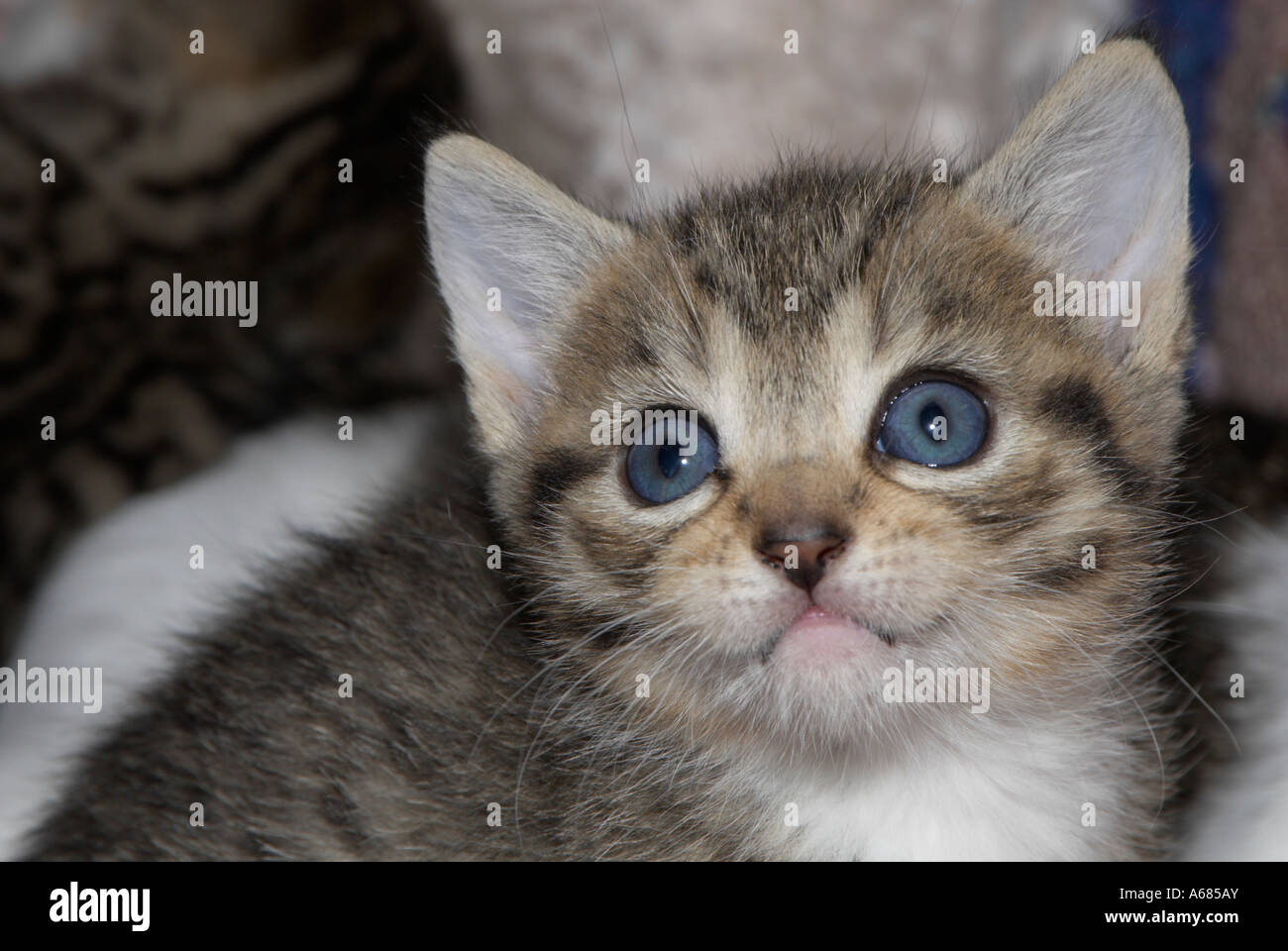 A very curious wide eyed kitten Stock Photo - Alamy