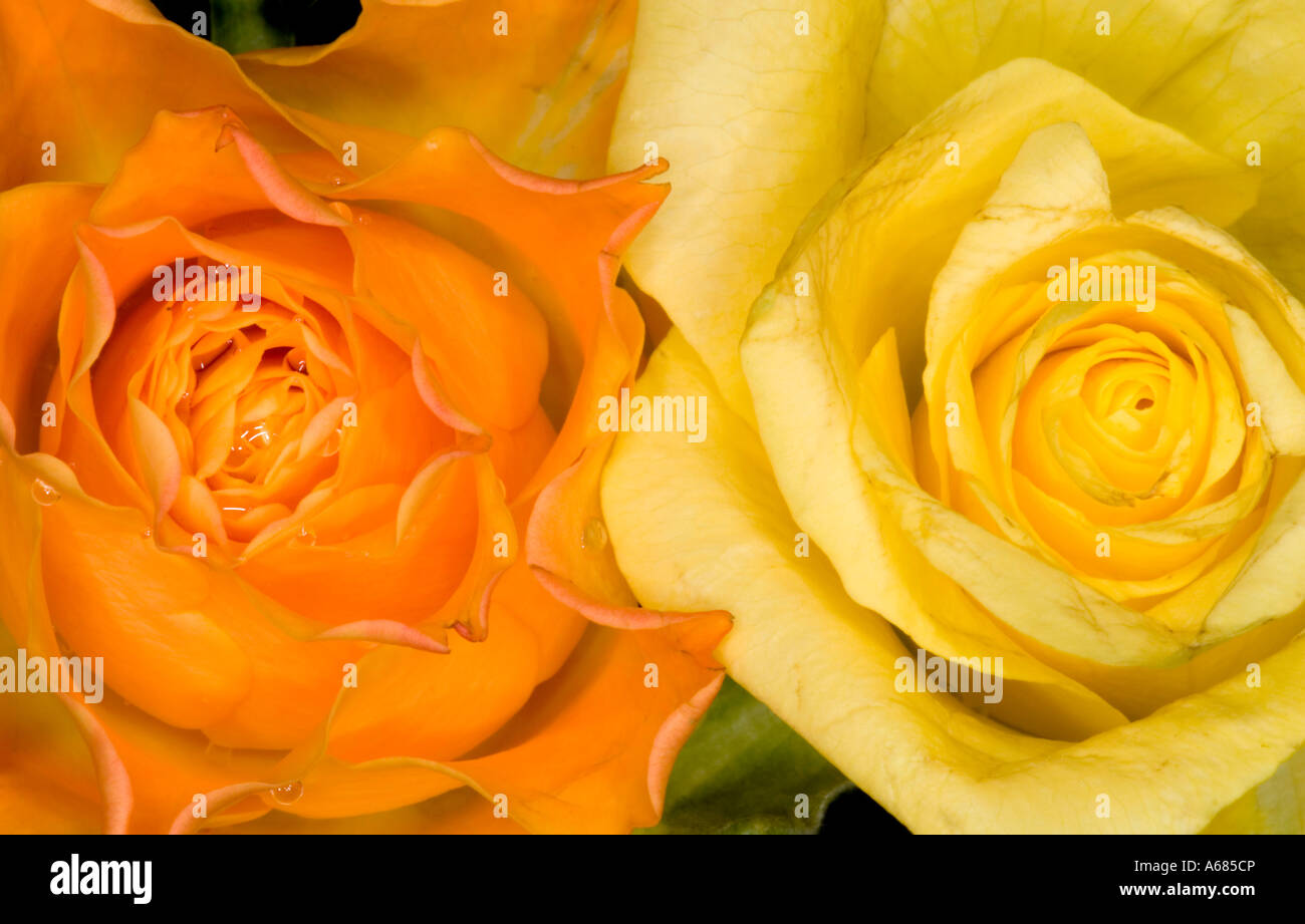Orange and Yellow Roses Stock Photo - Alamy