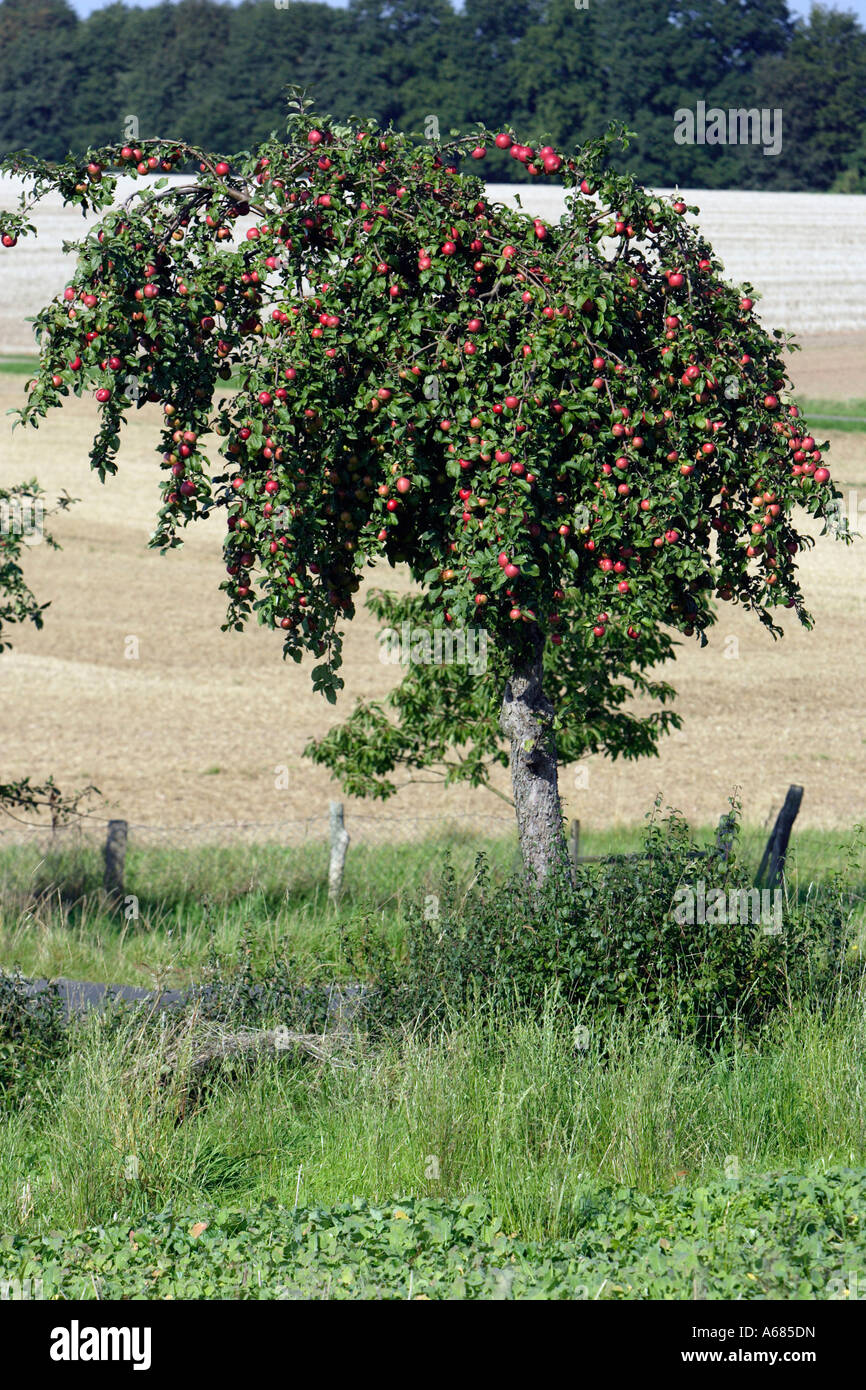 Apple Tree (Malus domesticus) in fruit Stock Photo - Alamy