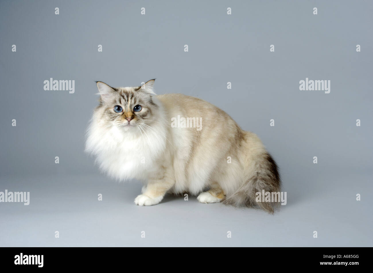 Domestic Cat (Felis silvestris, Felis catus), breed: Birman, studio ...