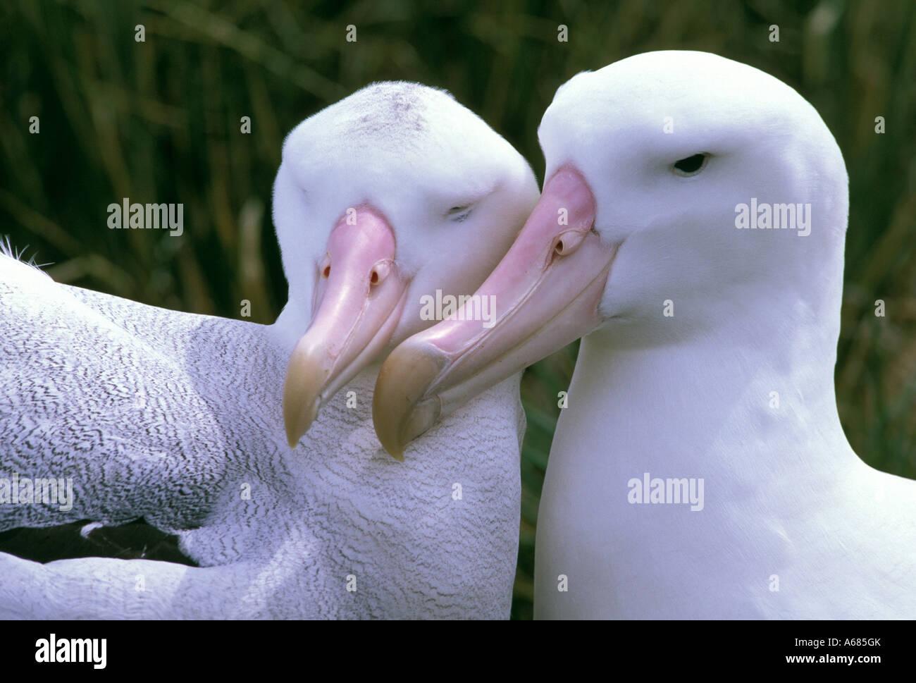 Wandering albatross (Diomedea exulans), breeding pair. Prion Island ...