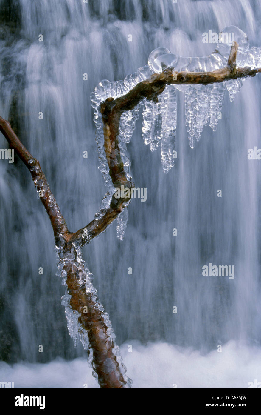 frozen sycamore branch and cascade Stock Photo - Alamy