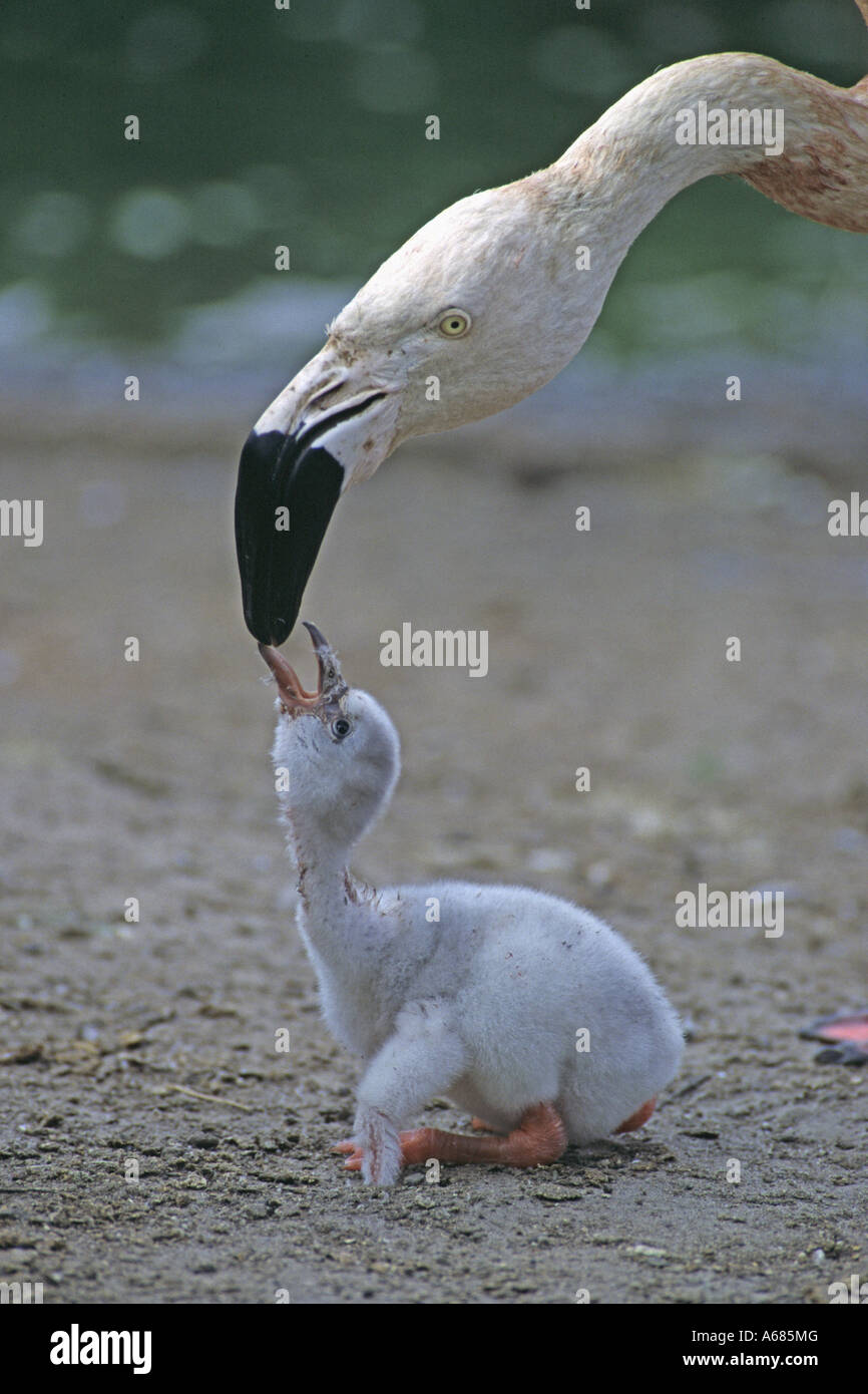 Chilean Flamingo Phoenicopterus Chilensis Feeding Its Chick Stock chilean-flamingo-phoenicopterus-chilensis-feeding-its-chick-stock